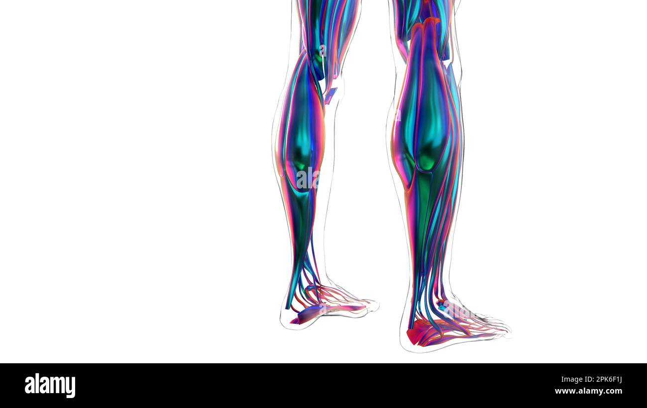 3D Illustration, Muscle is a soft tissue, Muscle cells contain proteins ...