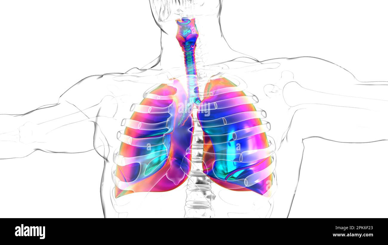 human lungs with diaphragm anatomy for medical concept 3D illustration ...