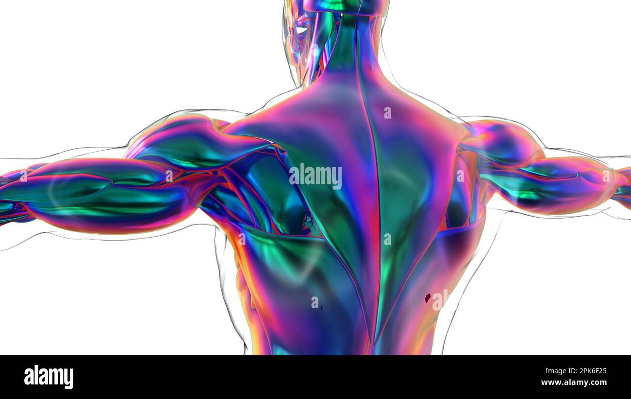 3D Illustration, Muscle is a soft tissue, Muscle cells contain proteins ...