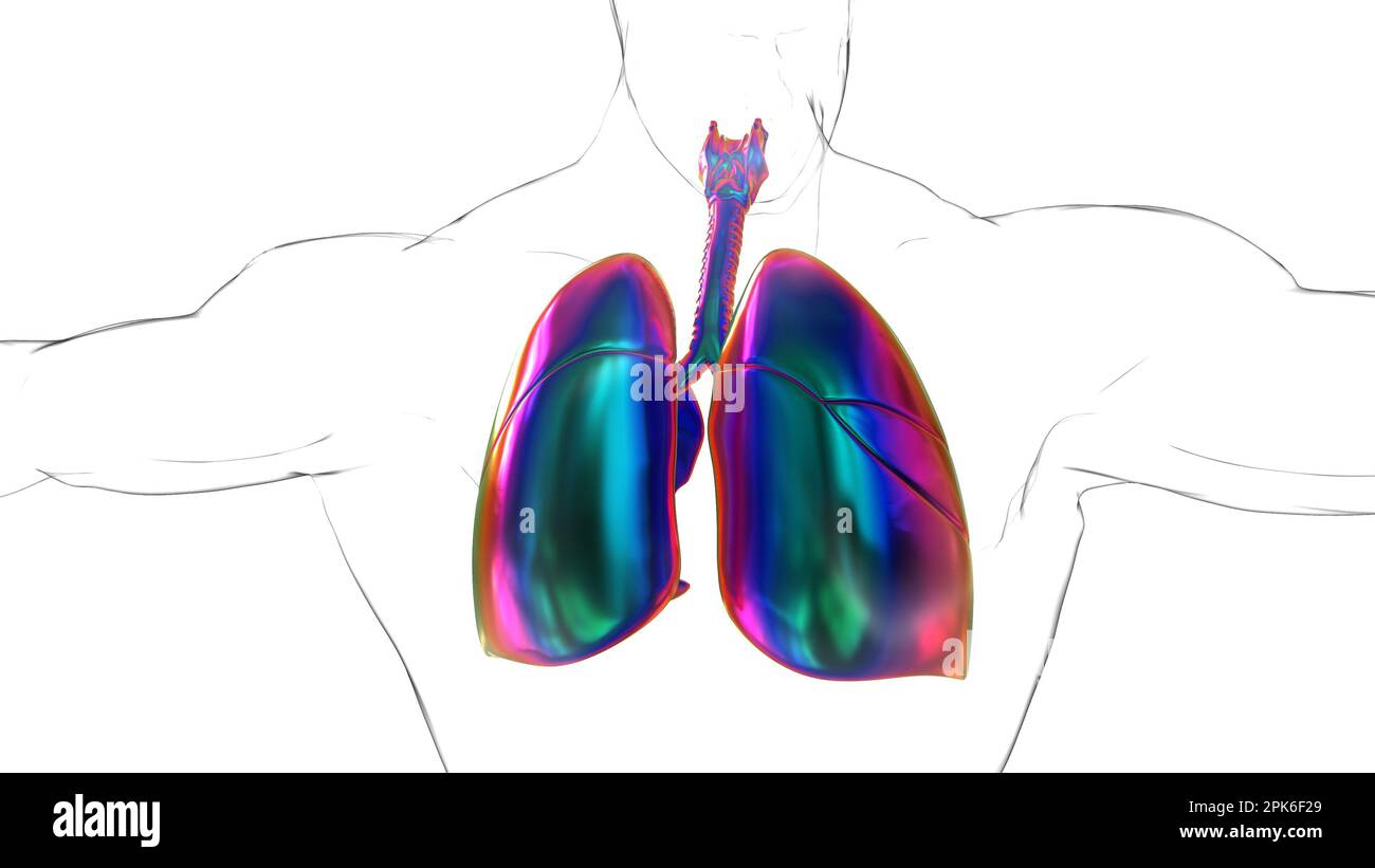 human lungs with diaphragm anatomy for medical concept 3D illustration ...