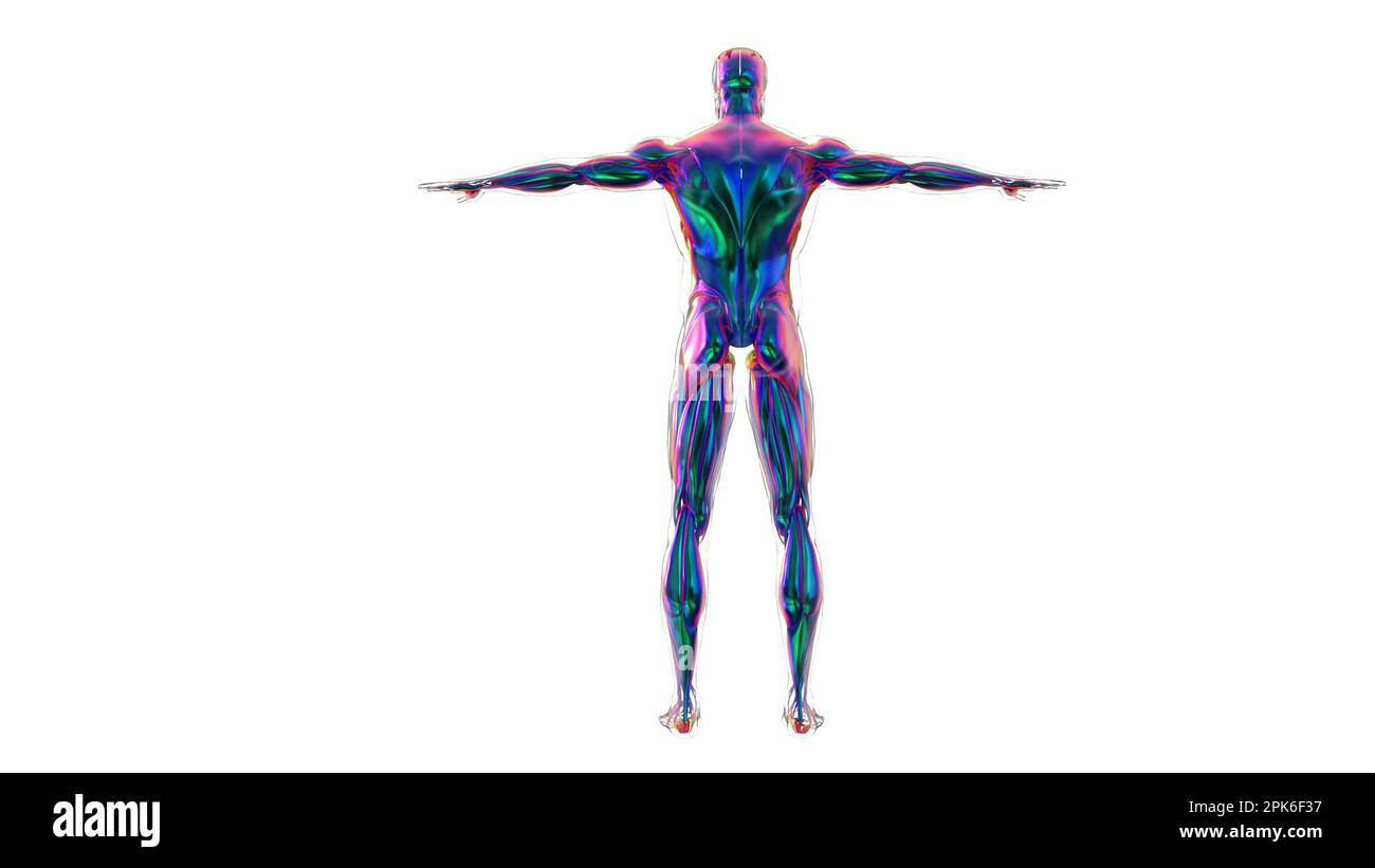 3D Illustration, Muscle is a soft tissue, Muscle cells contain proteins ...