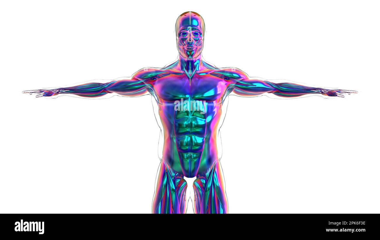 3D Illustration, Muscle is a soft tissue, Muscle cells contain proteins ...