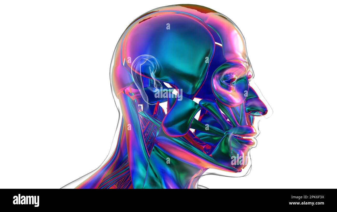 3D Illustration, Muscle is a soft tissue, Muscle cells contain proteins ...