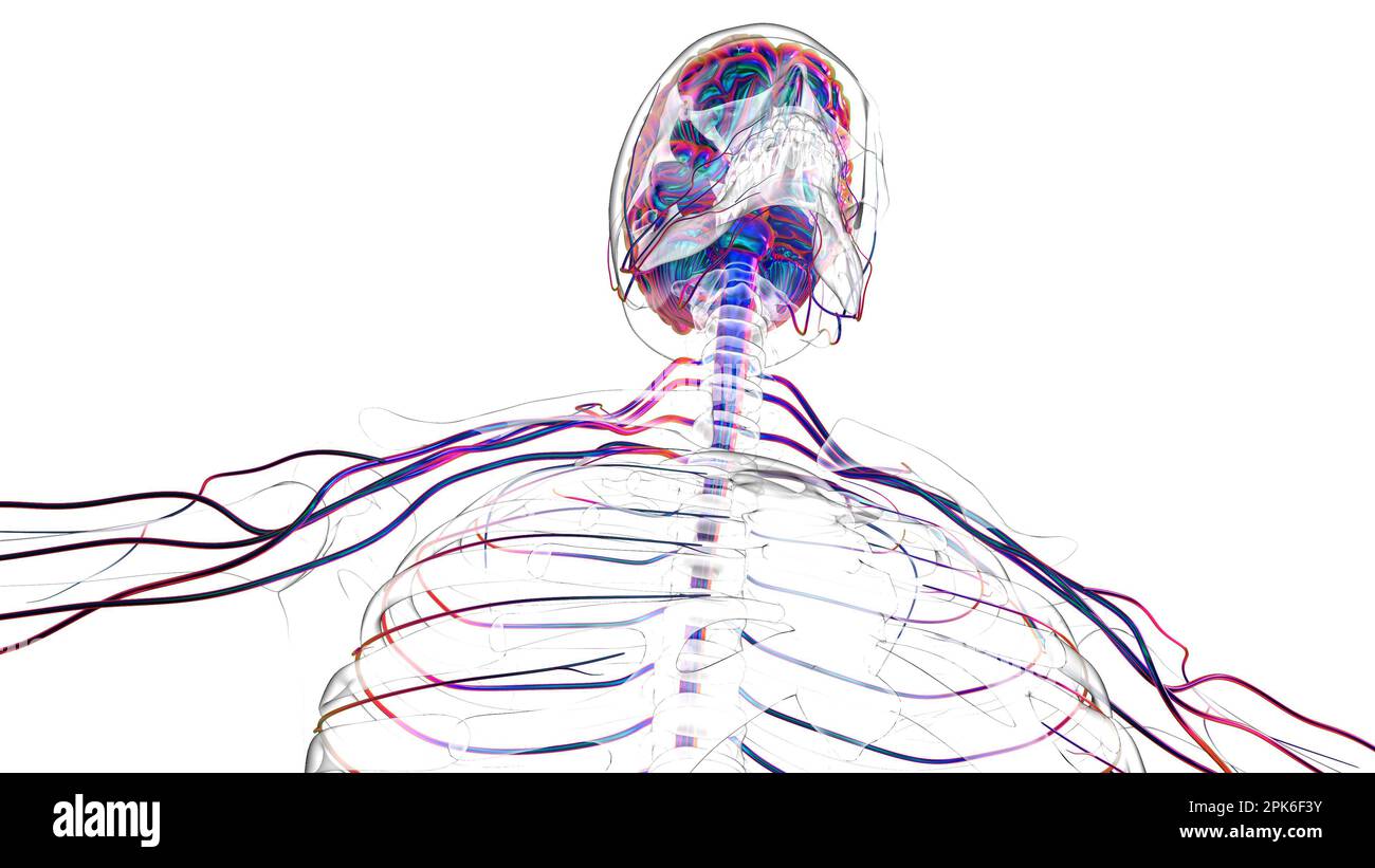 Human brain nervous system anatomy for medical concept 3D illustration ...