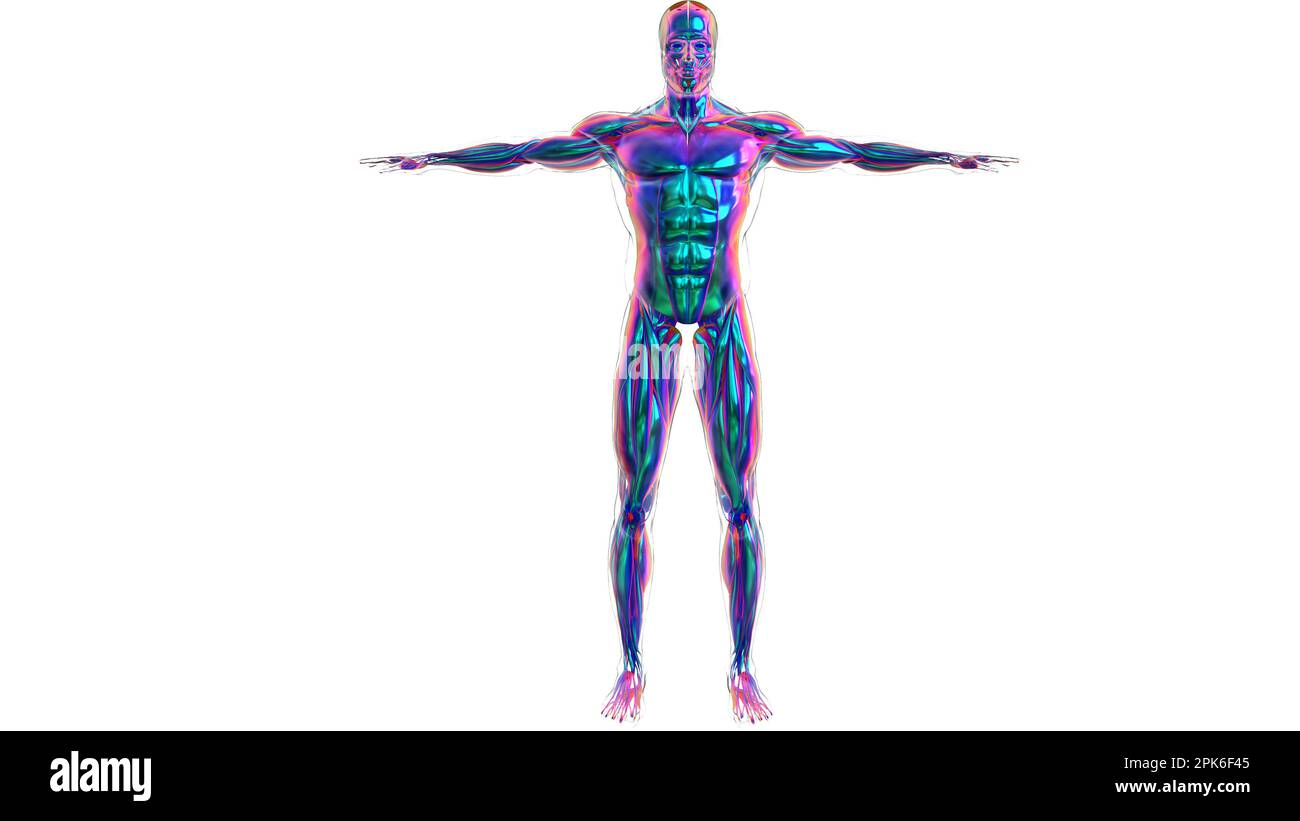 3D Illustration, Muscle is a soft tissue, Muscle cells contain proteins ...