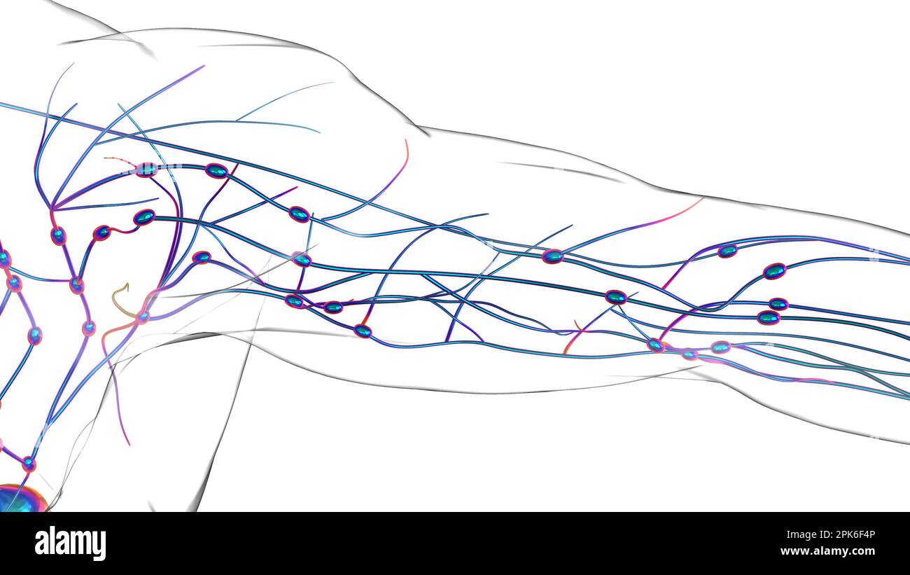 Human lymph nodes anatomy for medical concept 3D illustration Stock ...