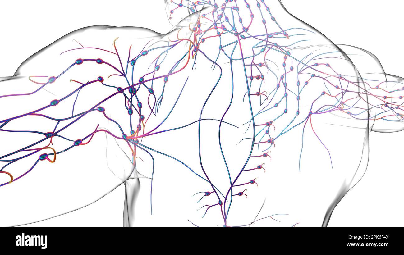 Human lymph nodes anatomy for medical concept 3D illustration Stock ...