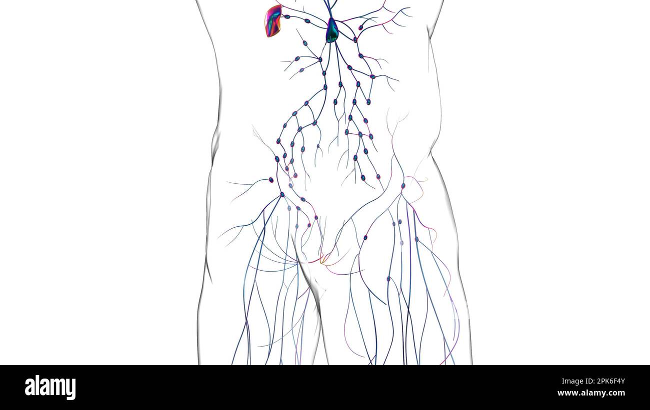 Human lymph nodes anatomy for medical concept 3D illustration Stock ...