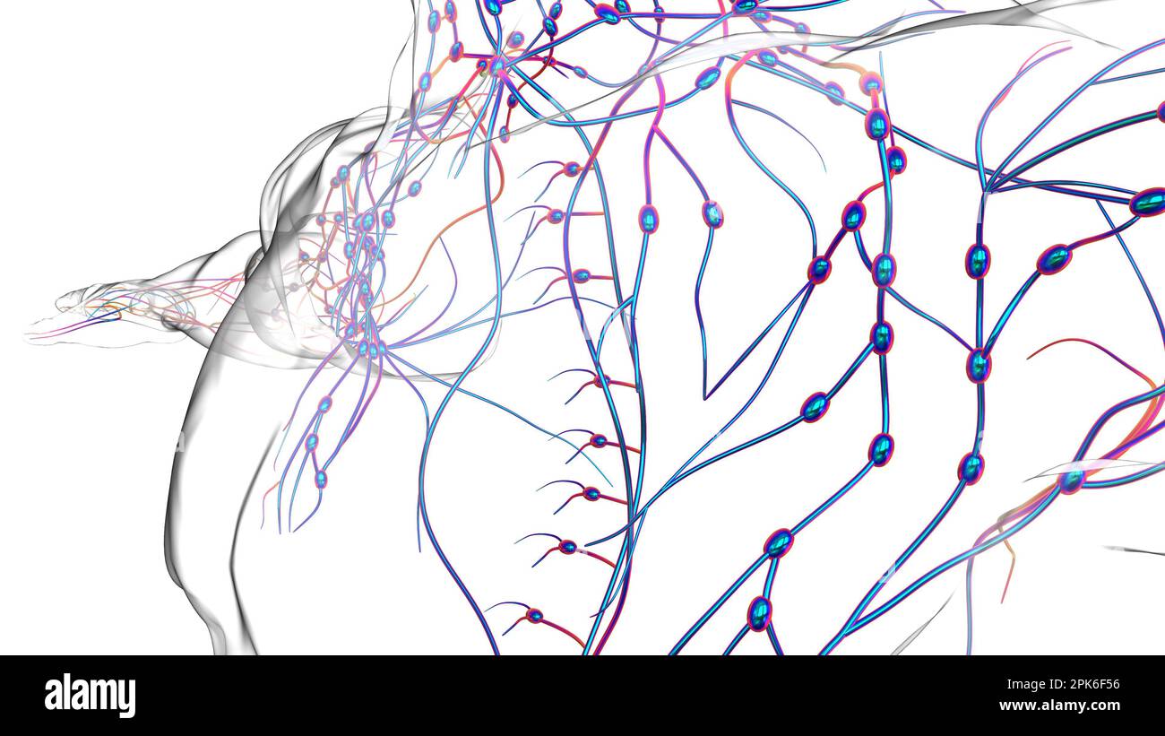 Human lymph nodes anatomy for medical concept 3D illustration Stock ...