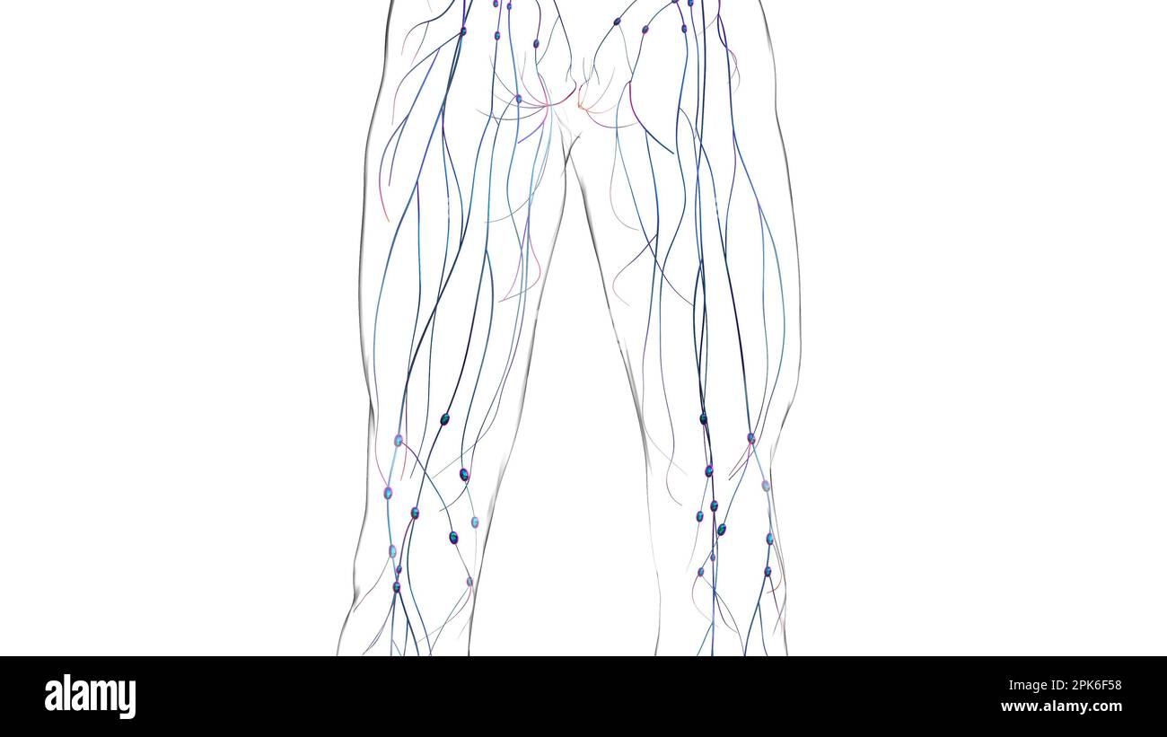 Human lymph nodes anatomy for medical concept 3D illustration Stock ...