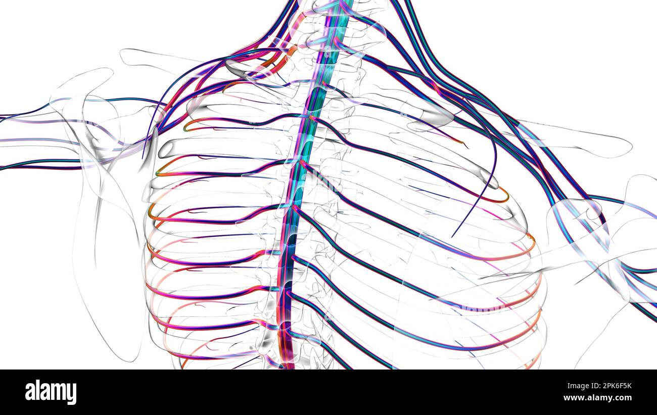 Human nervous system anatomy for medical concept 3D illustration Stock ...