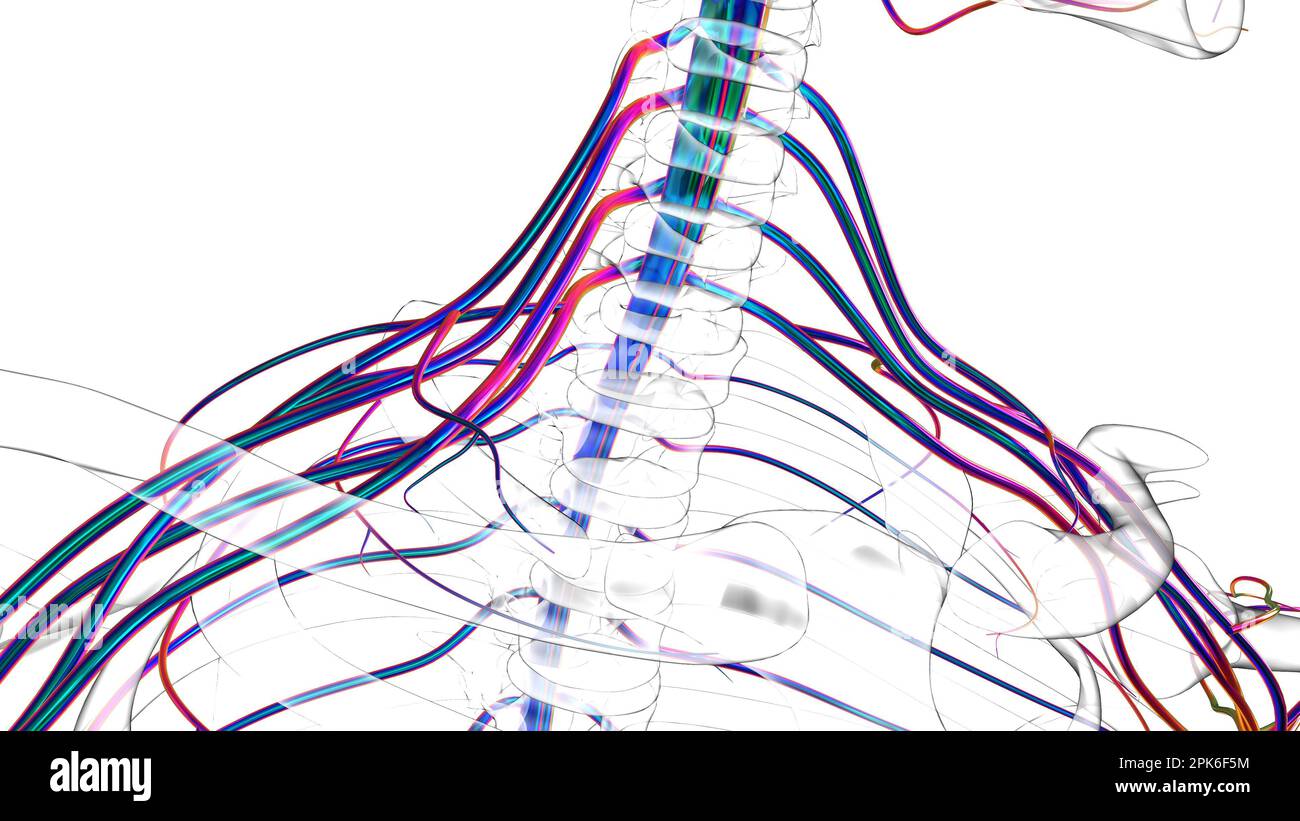 Human nervous system anatomy for medical concept 3D illustration Stock ...
