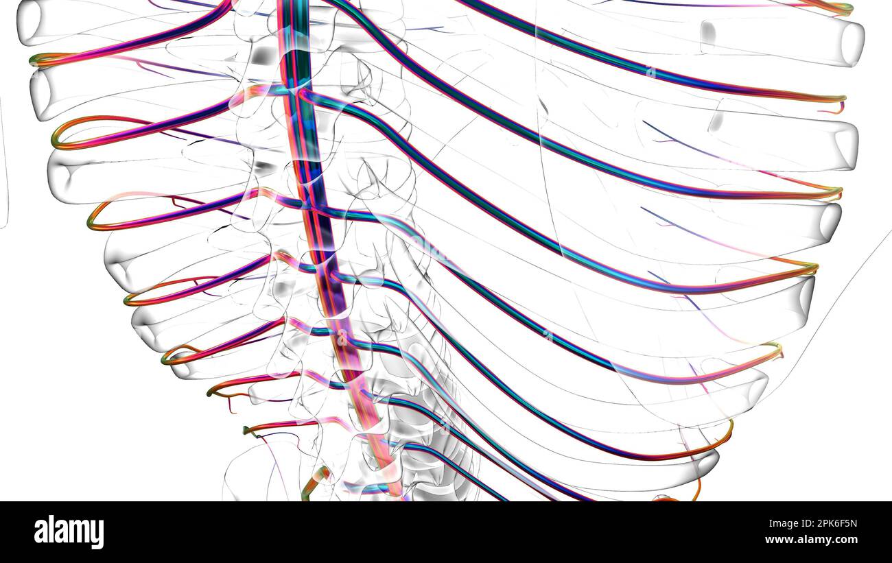 Human nervous system anatomy for medical concept 3D illustration Stock ...