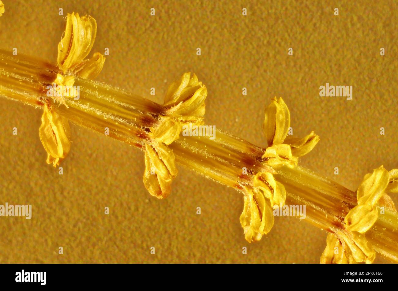 Close-up of isolated male Drooping Sheoak (Allocasuarina verticillata ...