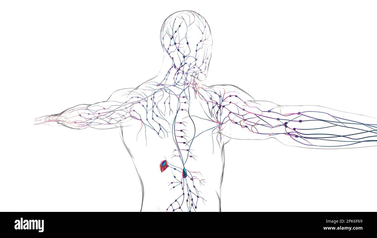 Human lymph nodes anatomy for medical concept 3D illustration Stock ...