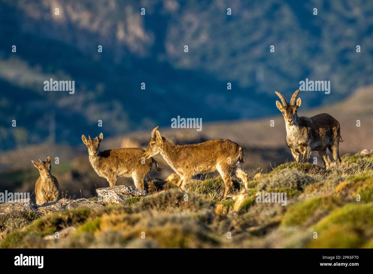 The Iberian ibex, also known as the Spanish ibex, Spanish wild goat and ...