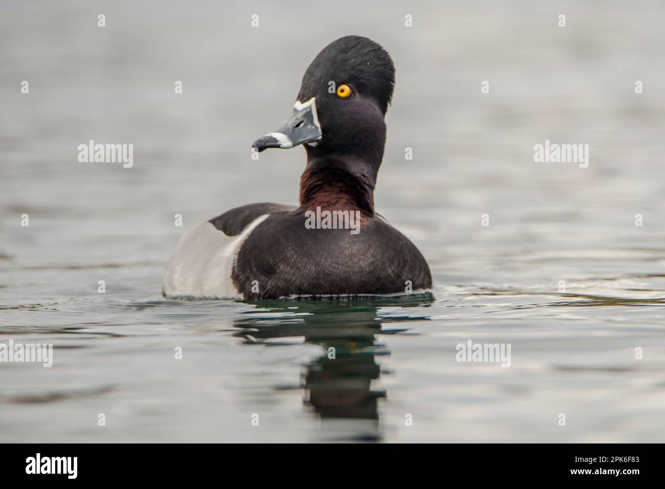 Male or drake ring-necked duck on the water, swimming, eye level, good ...