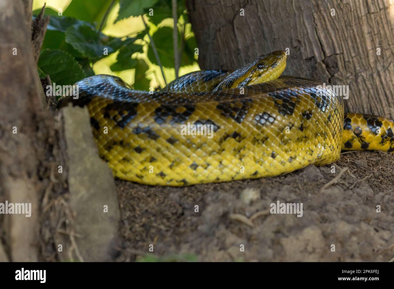 A Yellow-anaconda (Eunectes notaeus) on the ground near Porto Jofre in ...