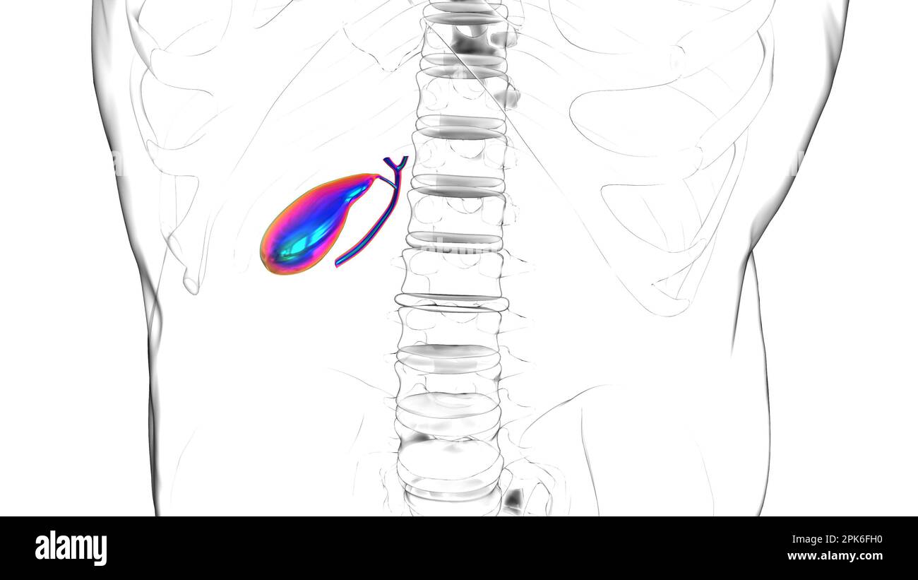 Gall Bladder Human Digestive System Anatomy For Medical Concept 3D ...