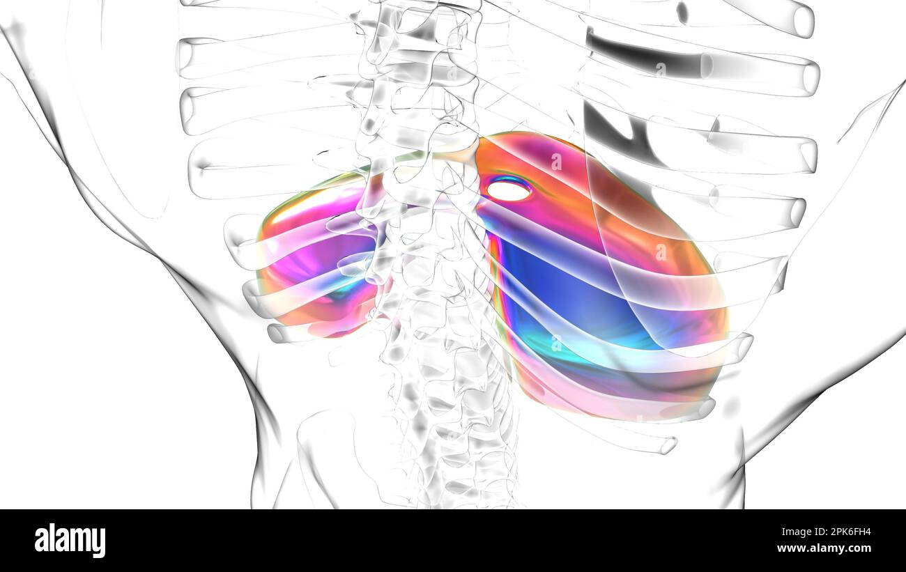 Diaphragm Human Respiratory System Anatomy For Medical Concept 3D ...