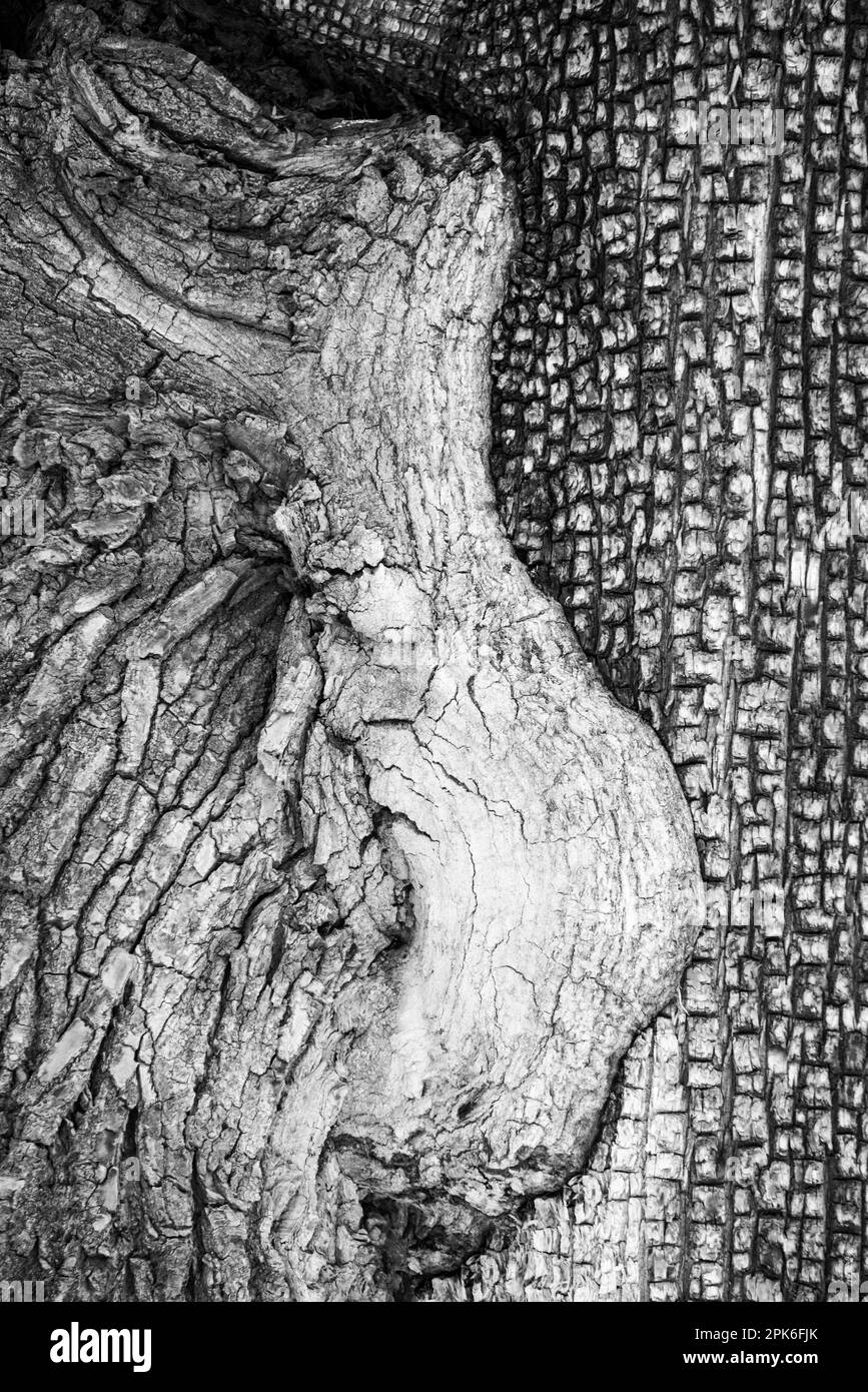 The bark of an alligator juniper and a cottonwood tree growing together ...