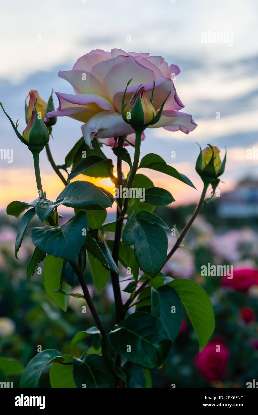 Yellow rose side view flower hi-res stock photography and images - Alamy
