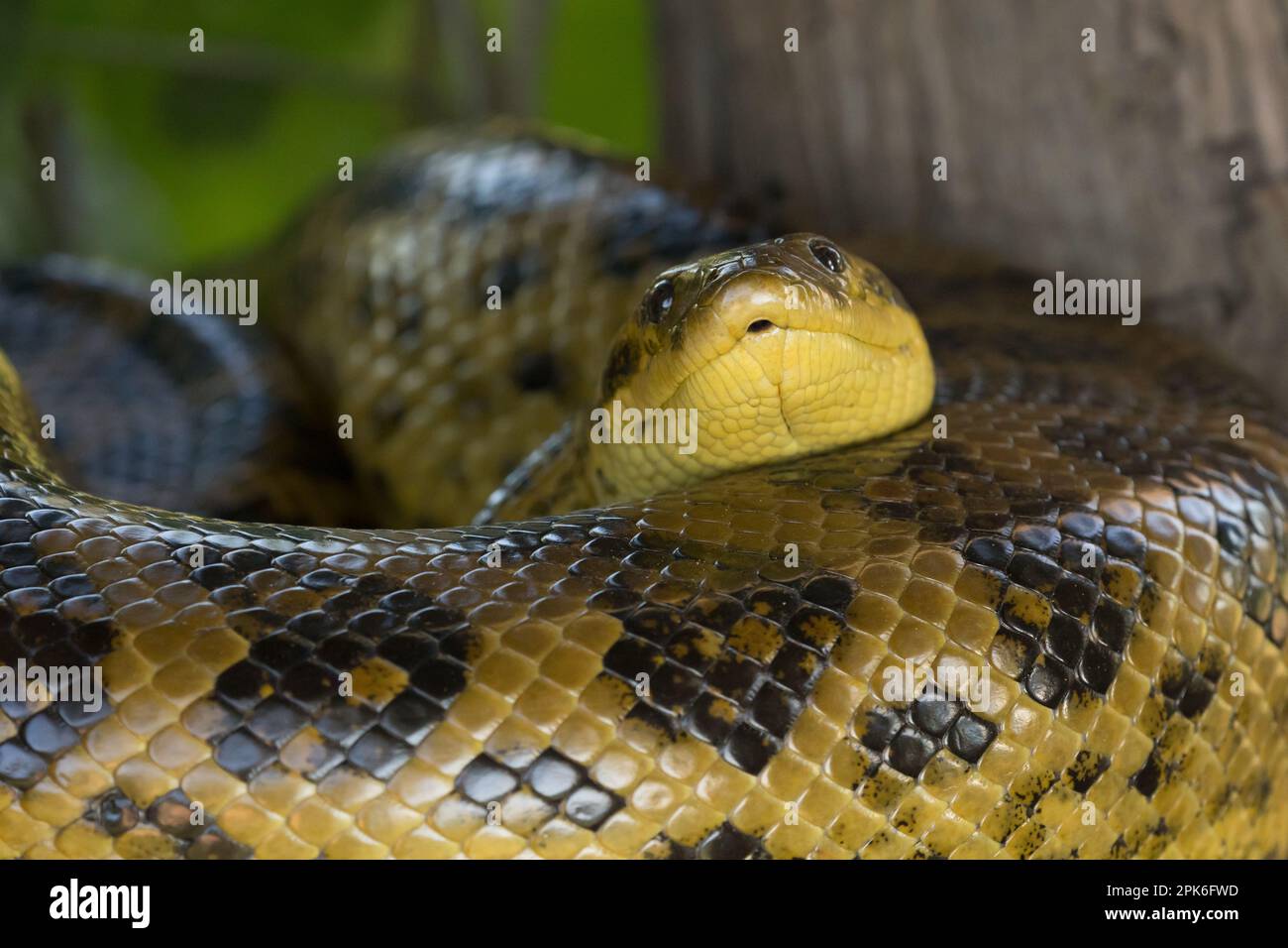 A Yellow-anaconda (Eunectes notaeus) on the ground near Porto Jofre in ...