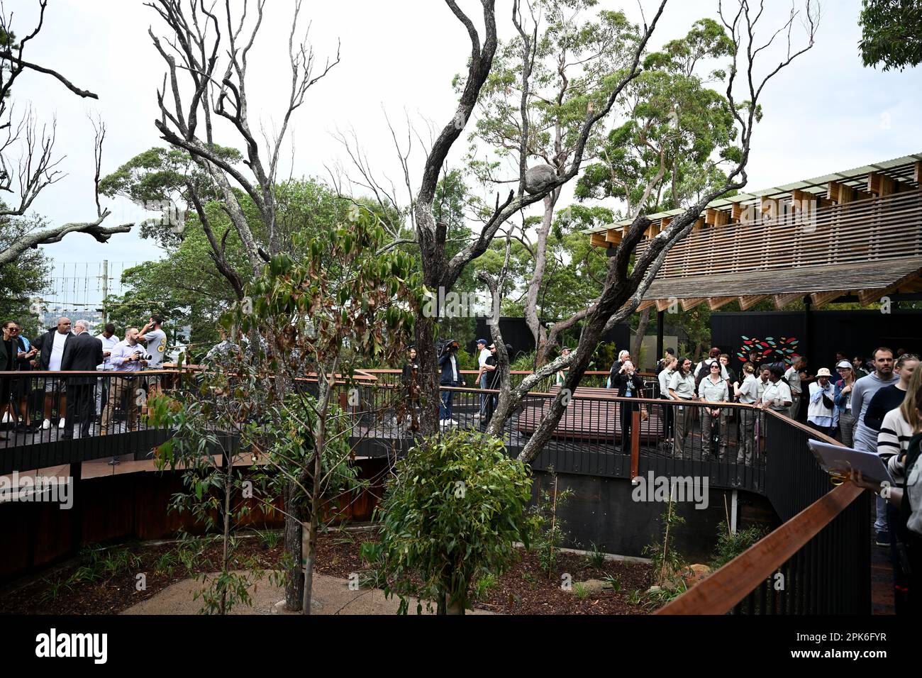 Visitors take in the new koala exhibit during the opening of the new ...