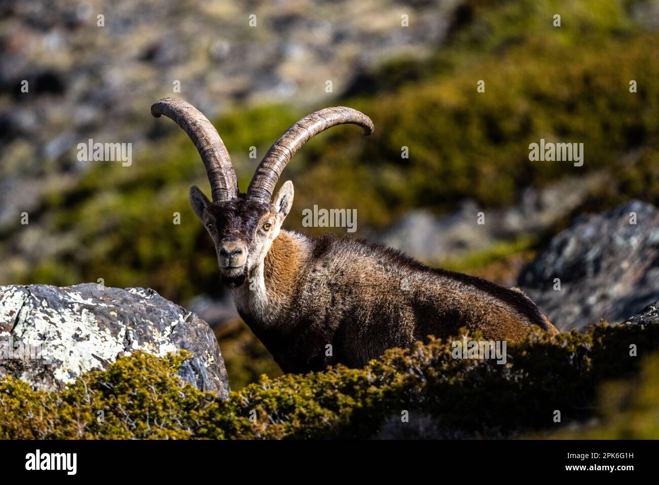 The Iberian ibex, also known as the Spanish ibex, Spanish wild goat and ...
