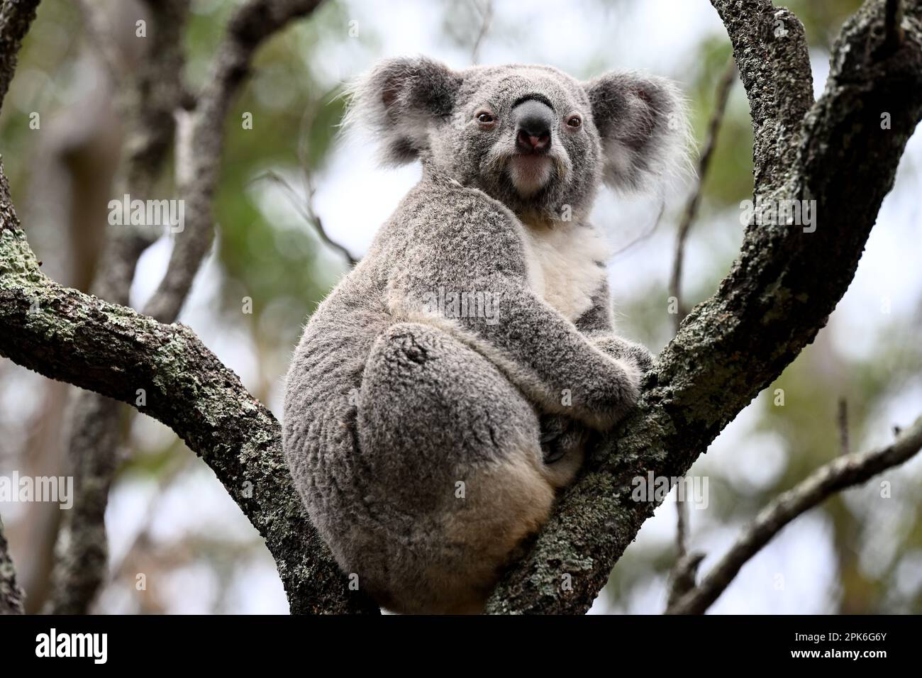 A koala is seen during the opening of the new Nura Dia immersive ...