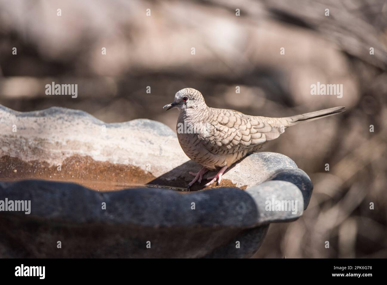 Patons hummingbird preserve hi-res stock photography and images - Alamy