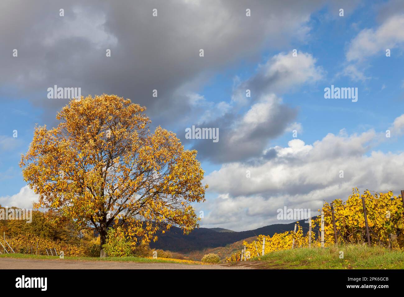 Old chestnut tree hi-res stock photography and images - Alamy