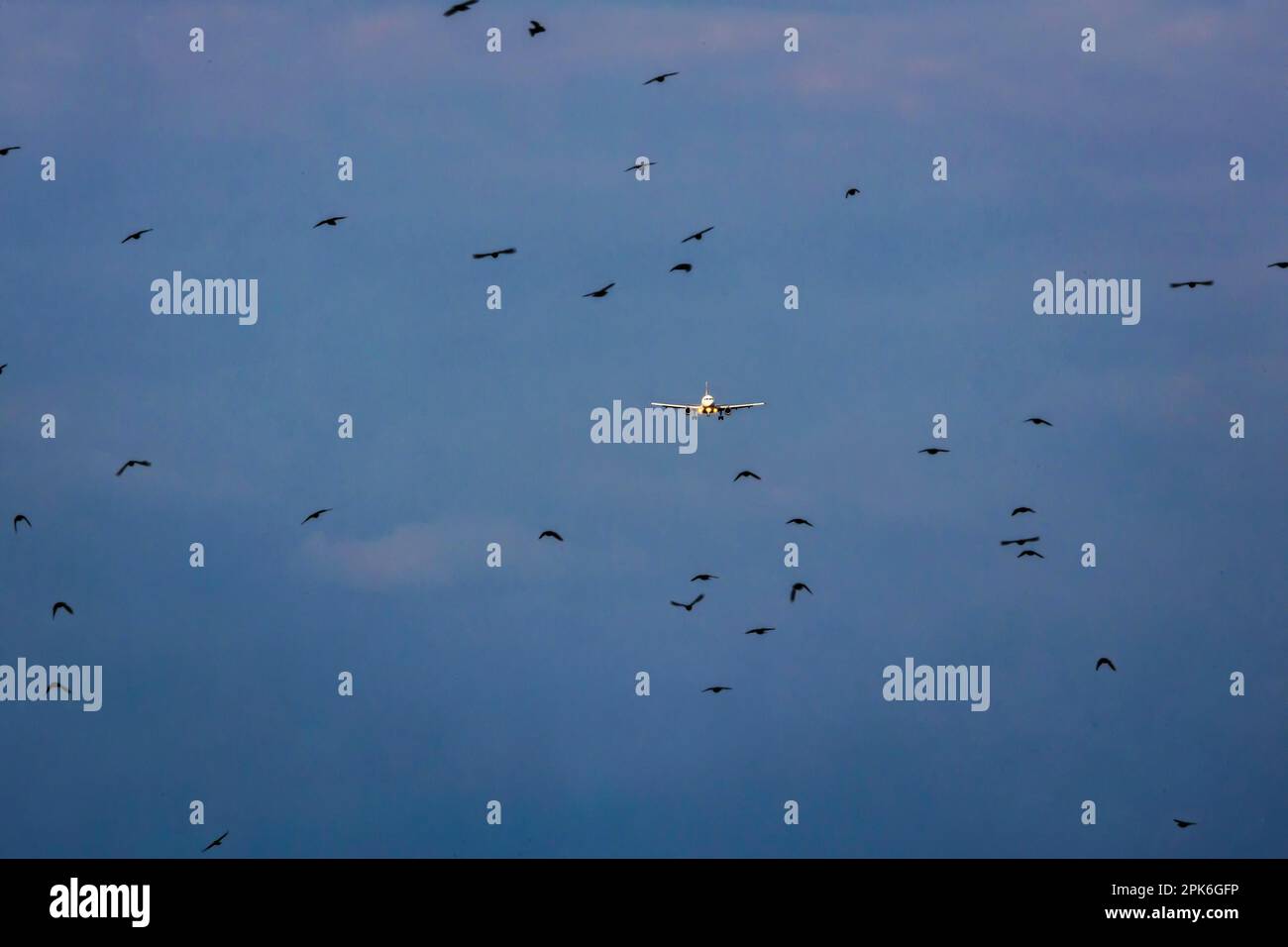 Aircraft on approach, flock of birds, Stuttgart Airport, Baden ...