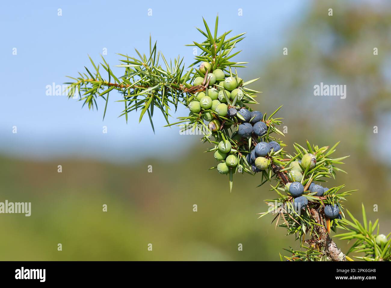 Common juniper (Juniperus communis) branch with ripe and unripe berries ...