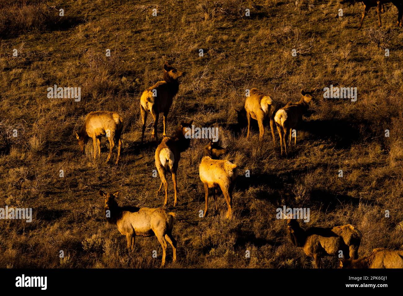 Deer scenery hi-res stock photography and images - Alamy
