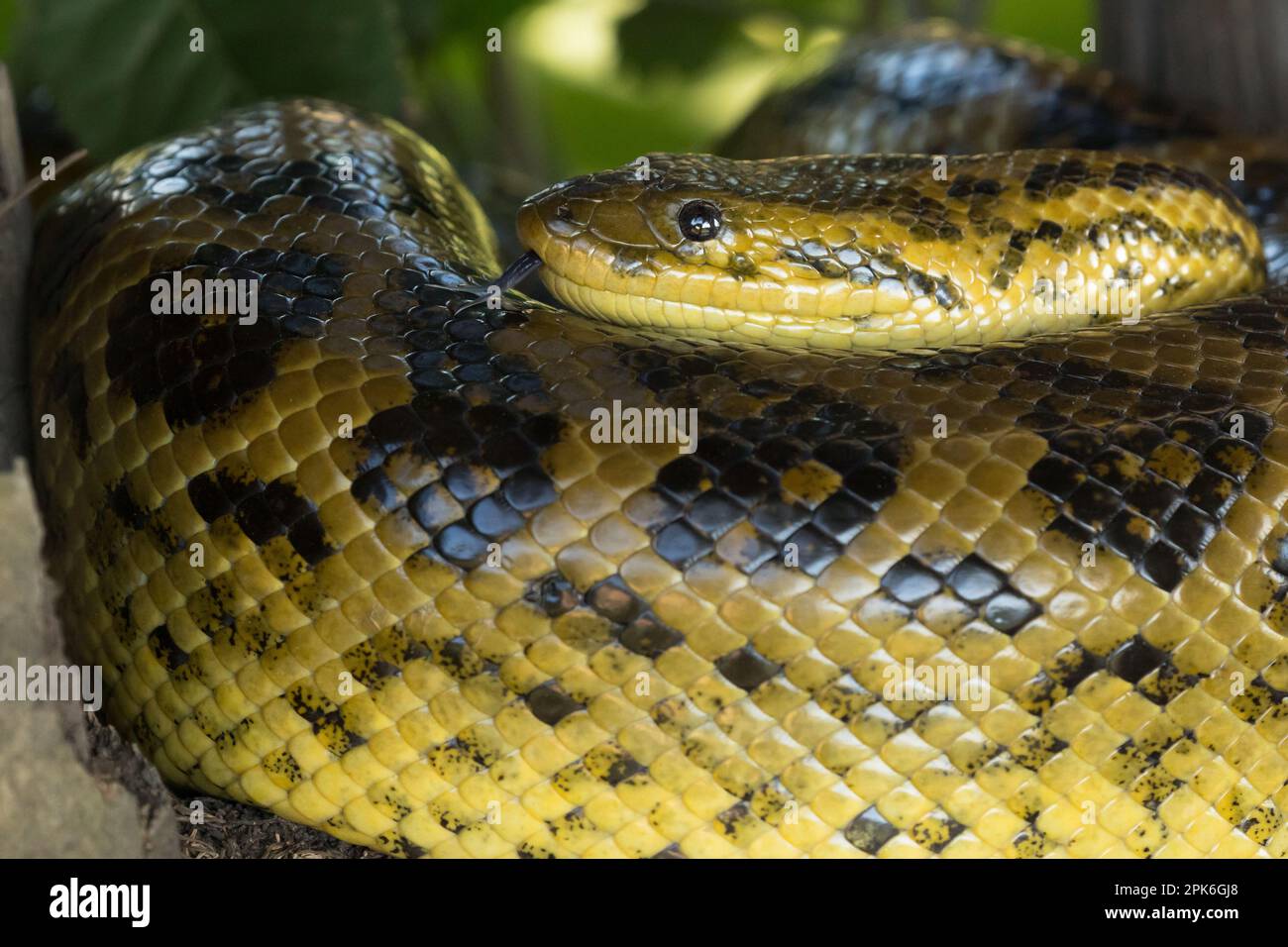 A Yellow-anaconda (Eunectes notaeus) on the ground near Porto Jofre in ...