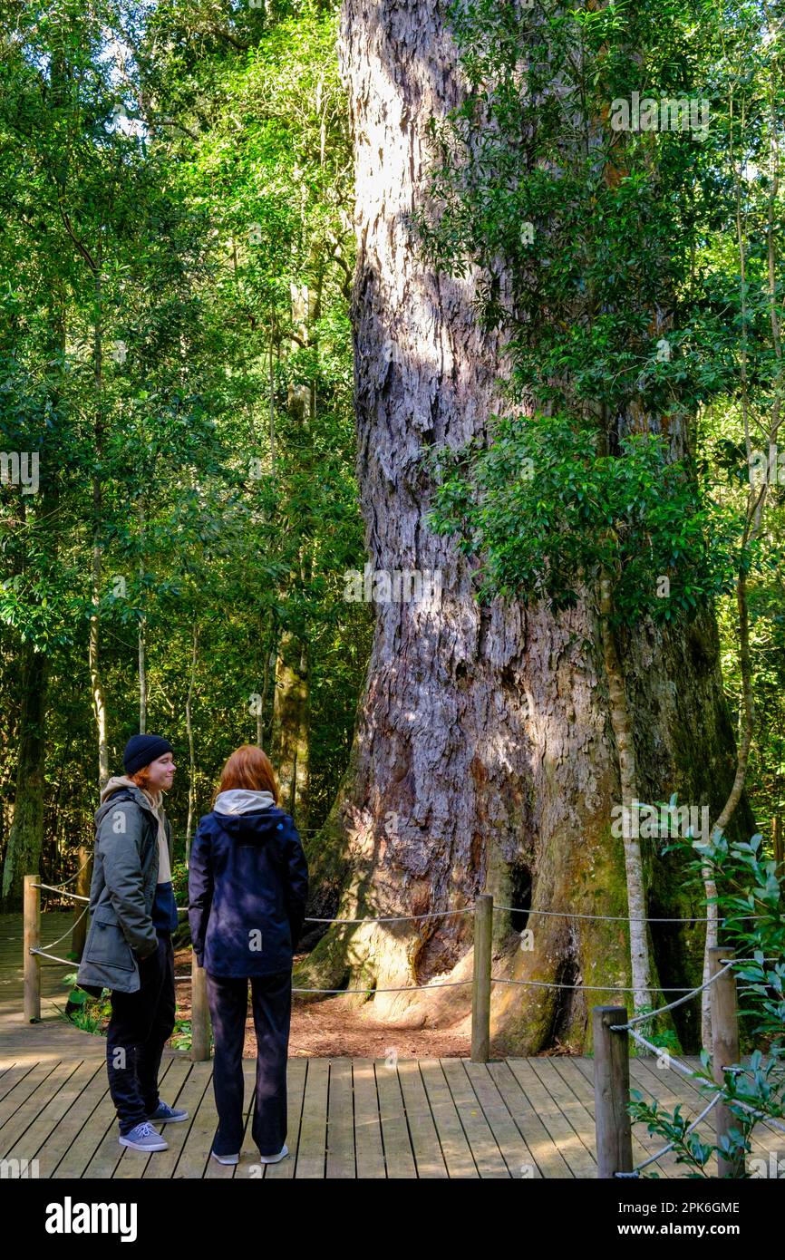 Jungle, The Big Tree Tsitsikamma Nature Monument, Tsitsikamma National ...