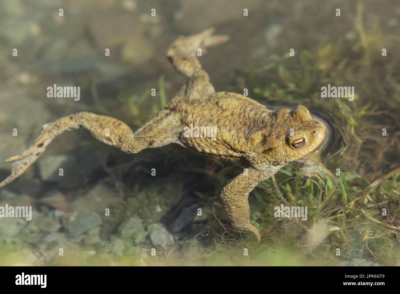 Toad in water hi-res stock photography and images - Alamy