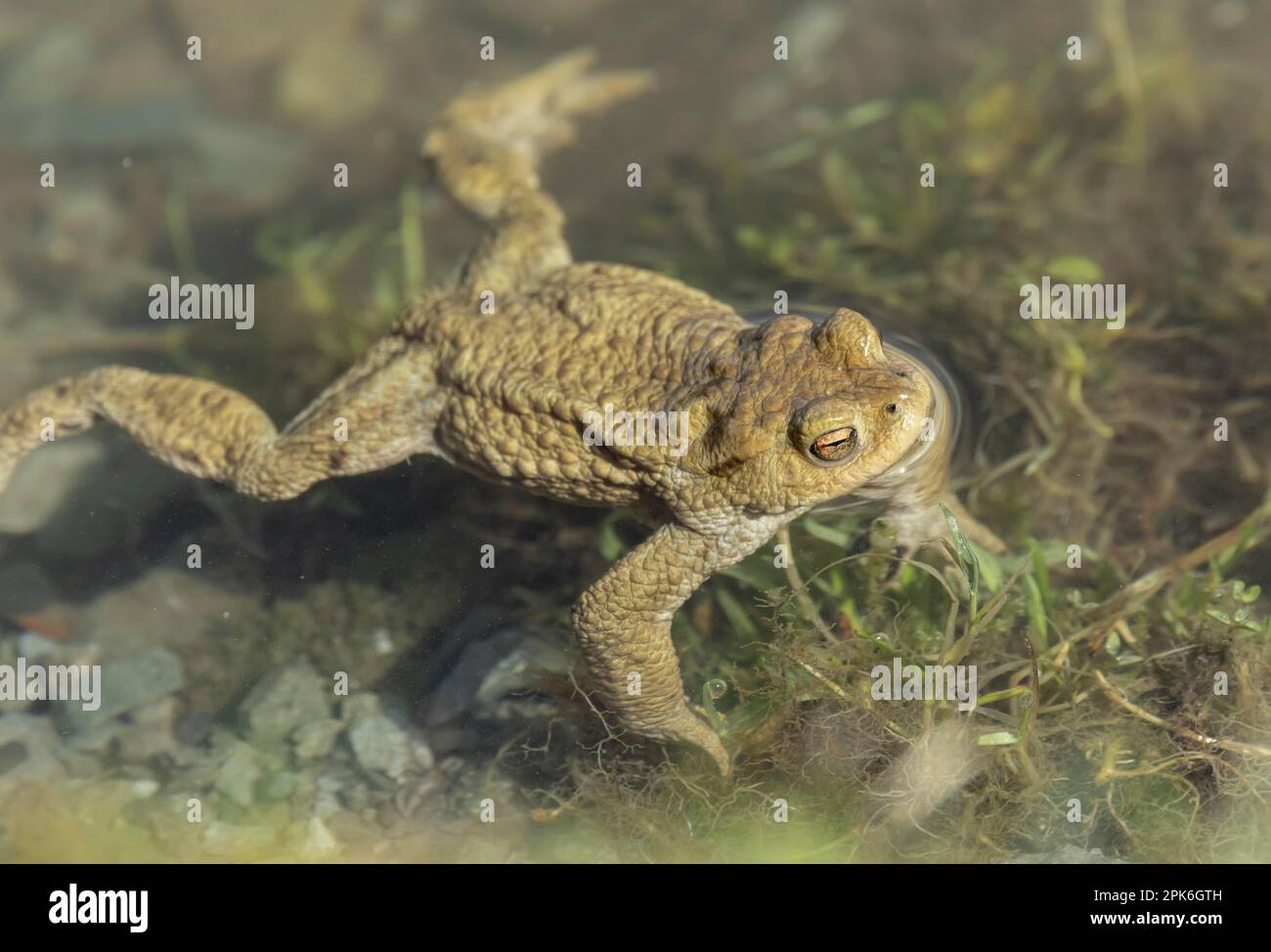 True in water hi-res stock photography and images - Alamy