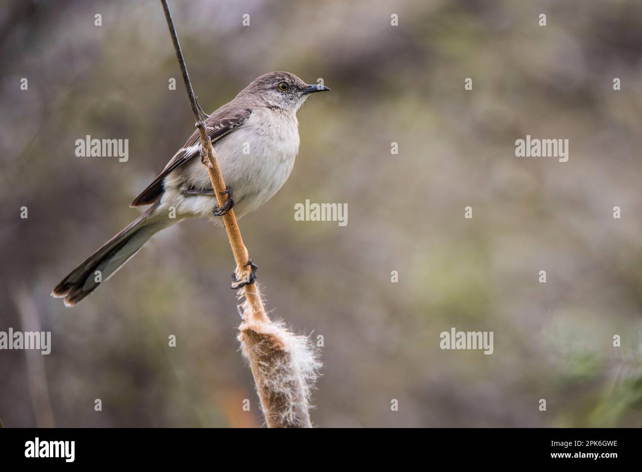 Northern Mockingbird perched on a cattail at Riparian Reserve at Water ...