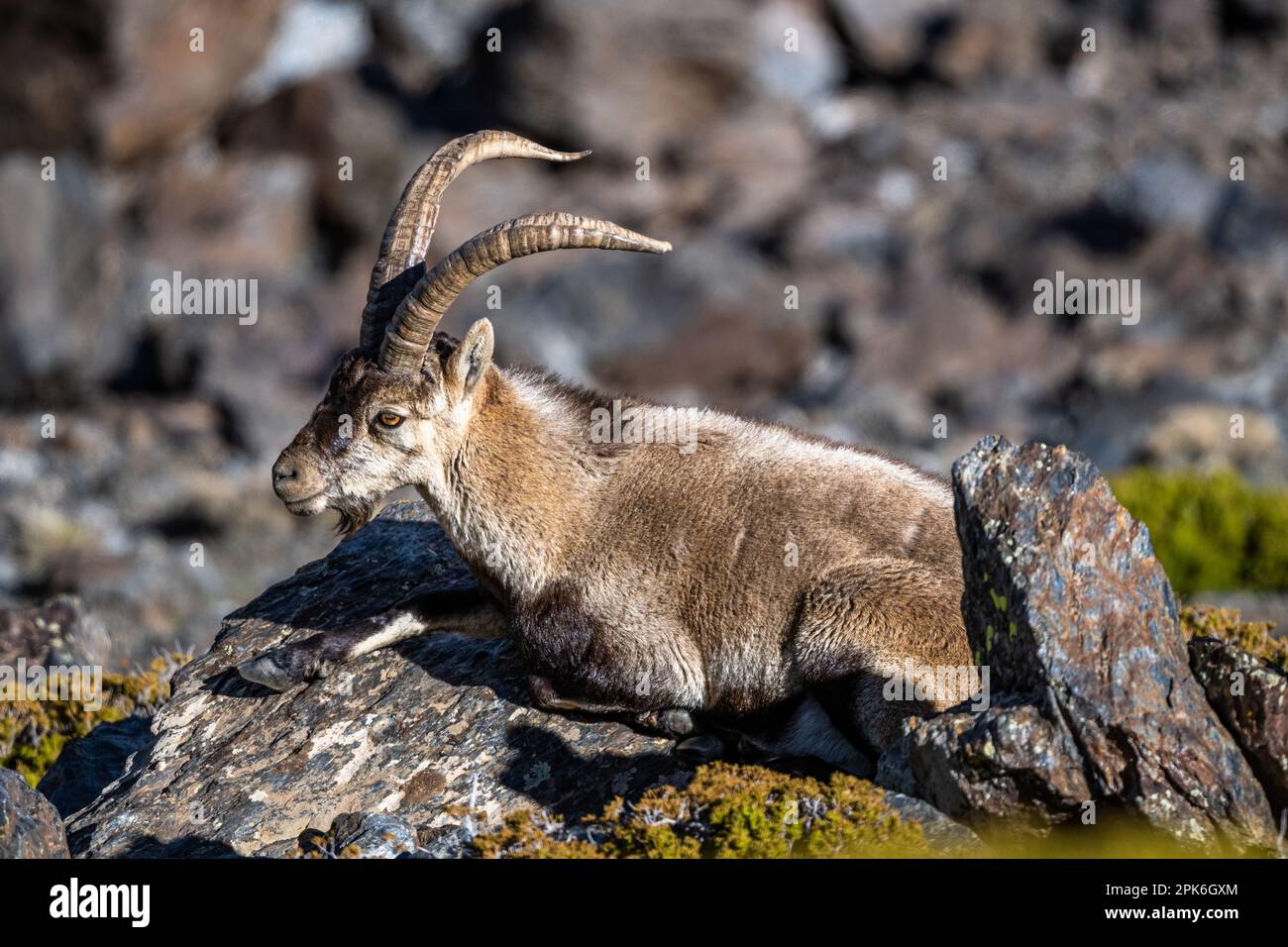 The Iberian ibex, also known as the Spanish ibex, Spanish wild goat and ...
