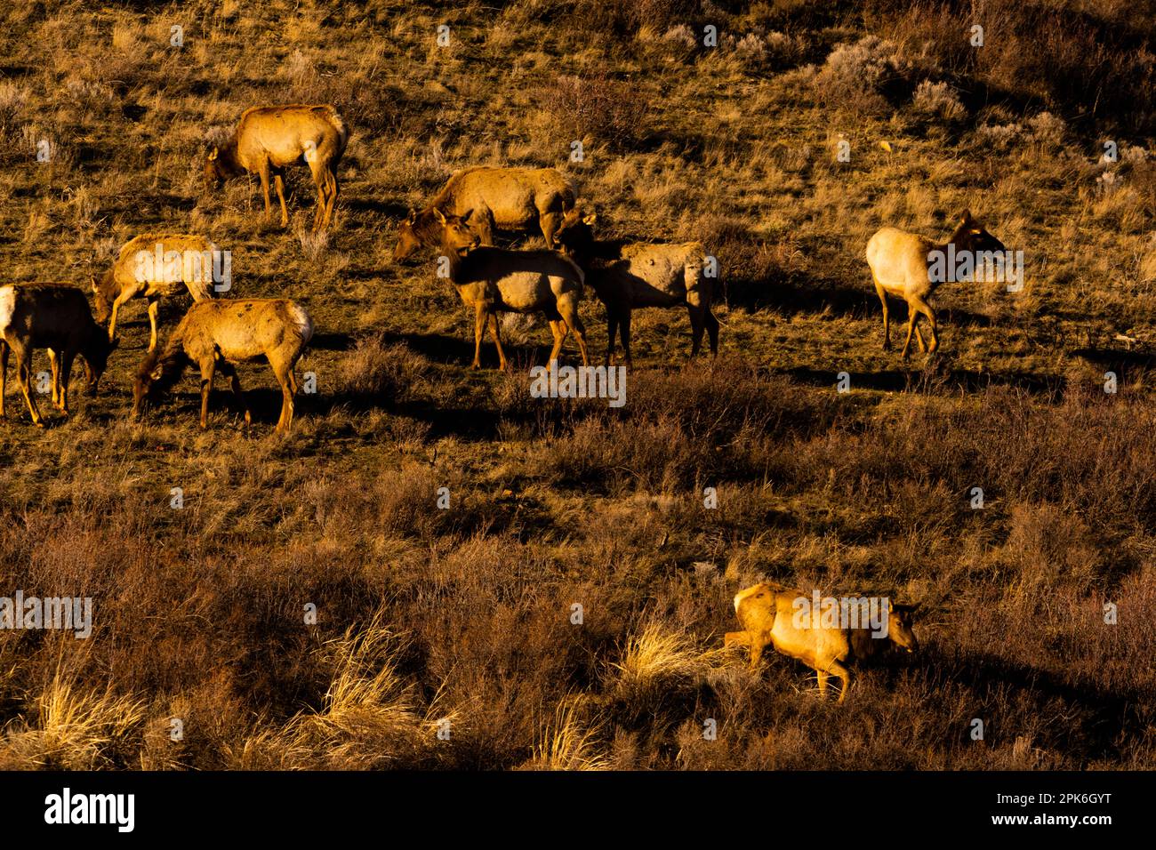 Deer herd grazing Stock Photo - Alamy