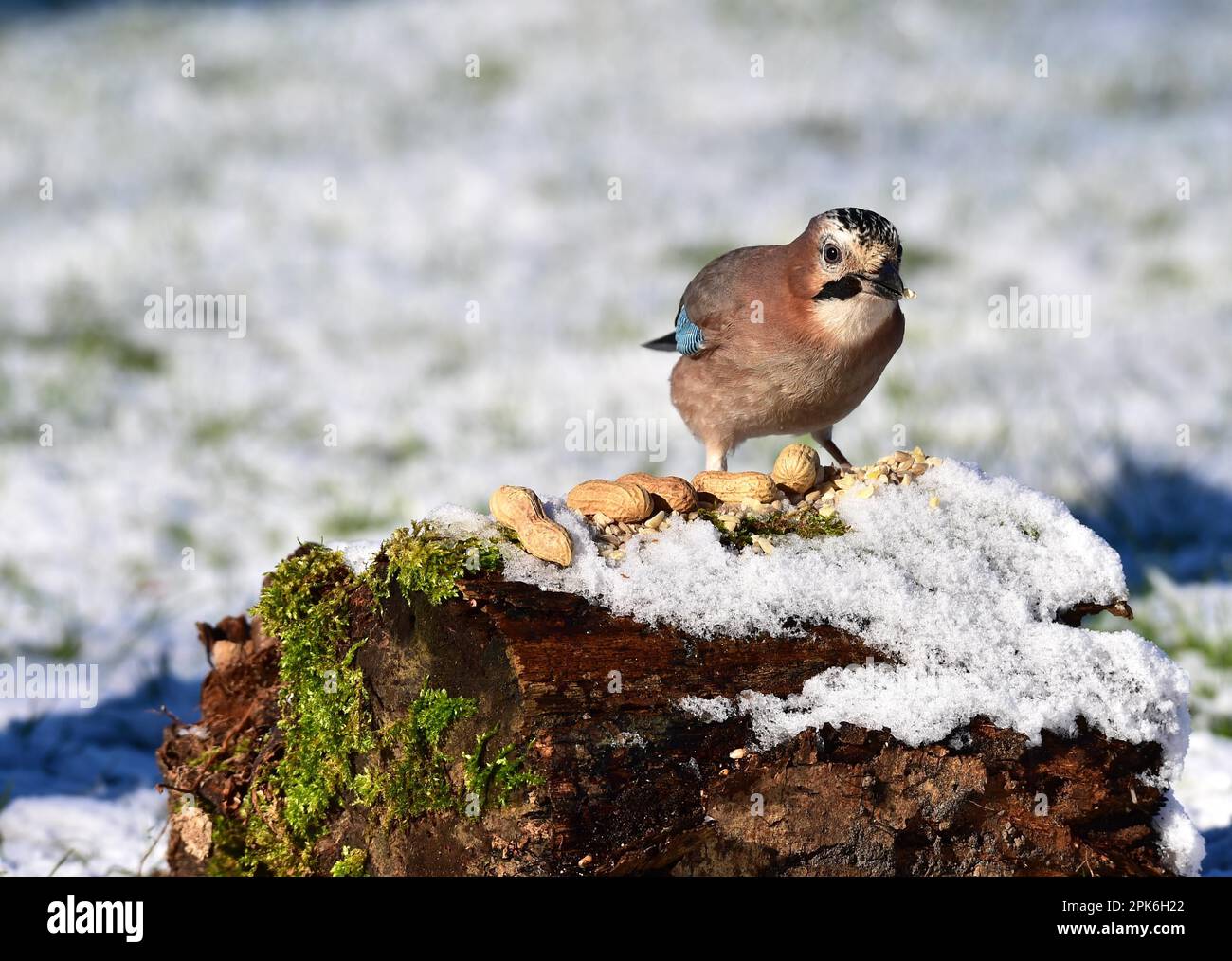 Eurasian jay (garrulus glandarius), eats peanuts in winter, Germany ...