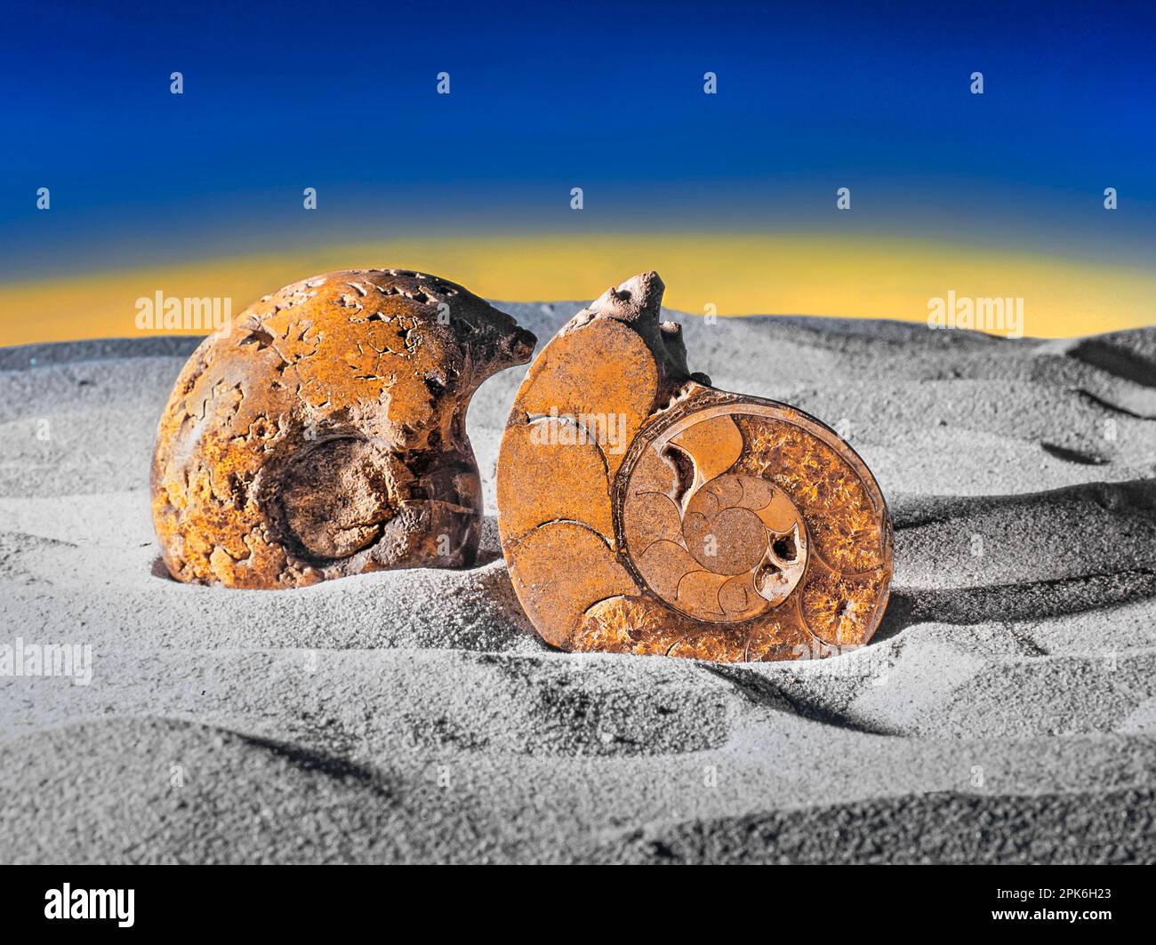Cut open ammonite (Ammonoidea) from Madagascar Stock Photo - Alamy Cut open ammonite (Ammonoidea) from Madagascar Stock Photo - Alamy