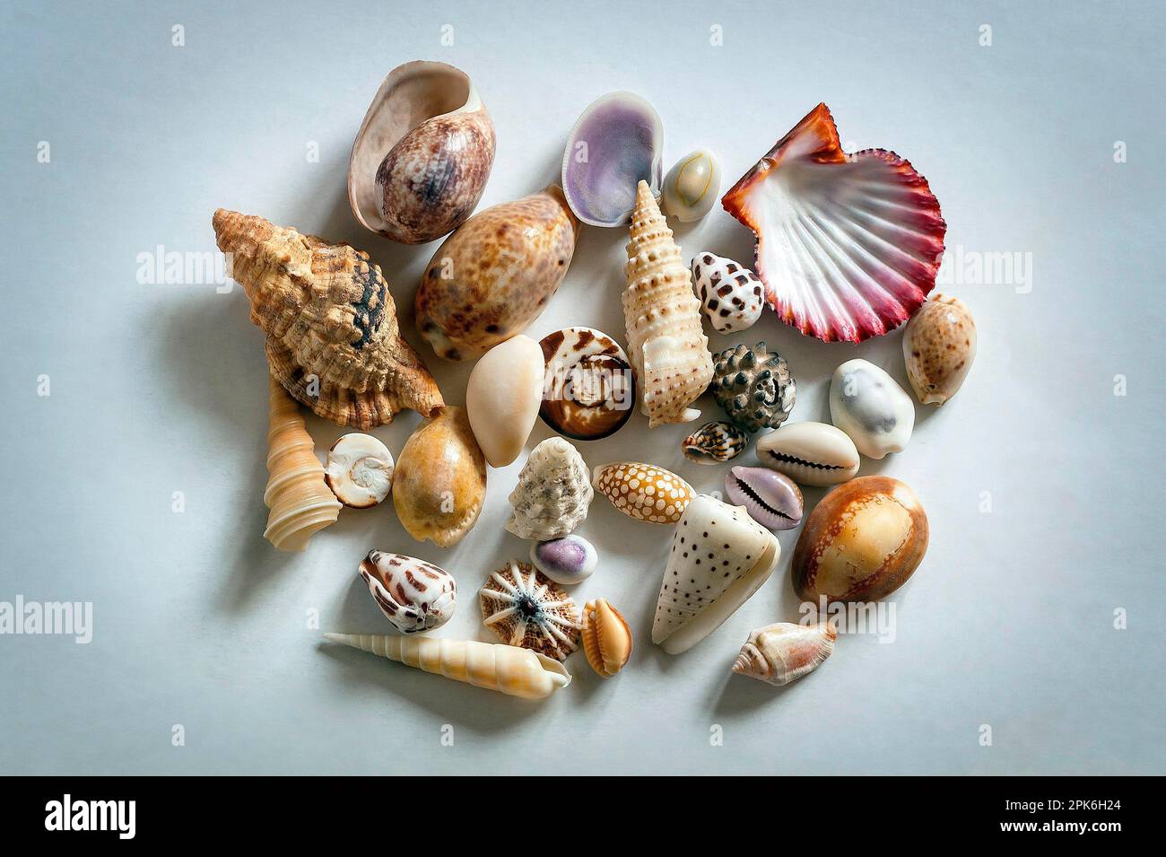 Shells of mussels and snails collected on the beach, Pacific region ...