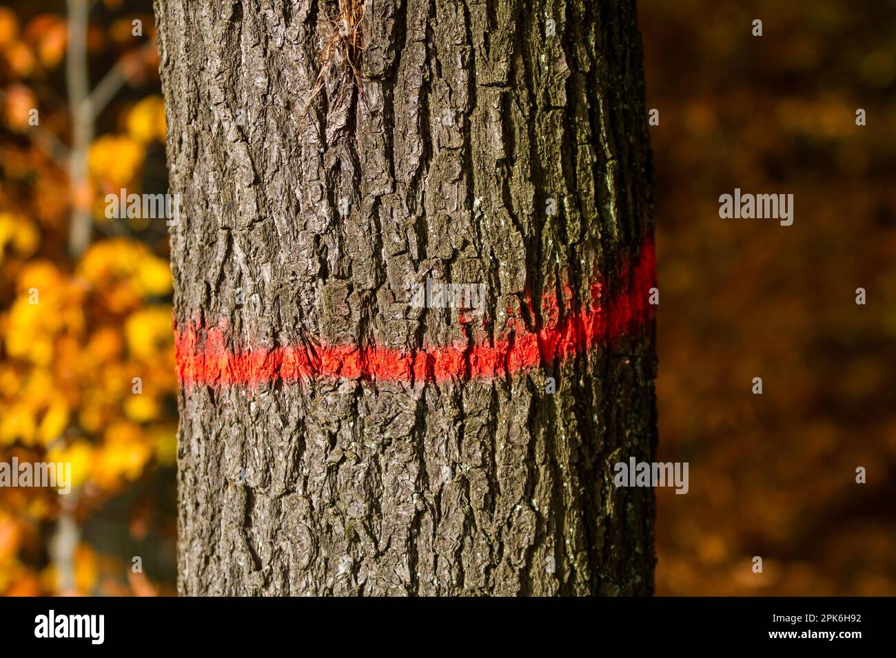 Forestry marking tree Stock Photo - Alamy