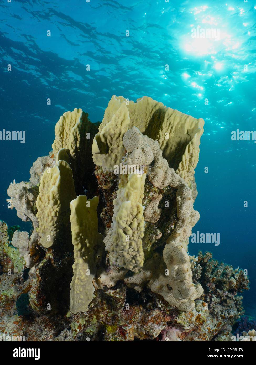 Blade firel coral (Millepora platyphylla) backlit, sun rays in the ...