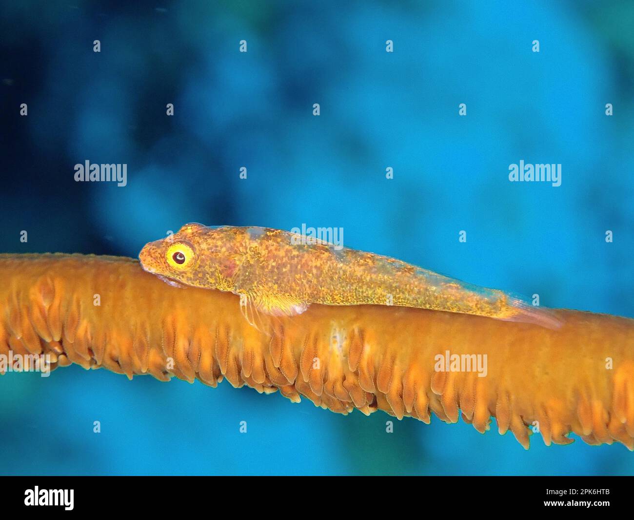 Whip coral dwarf goby (Bryaninops yongei), dwarf goby, dive site Strait ...