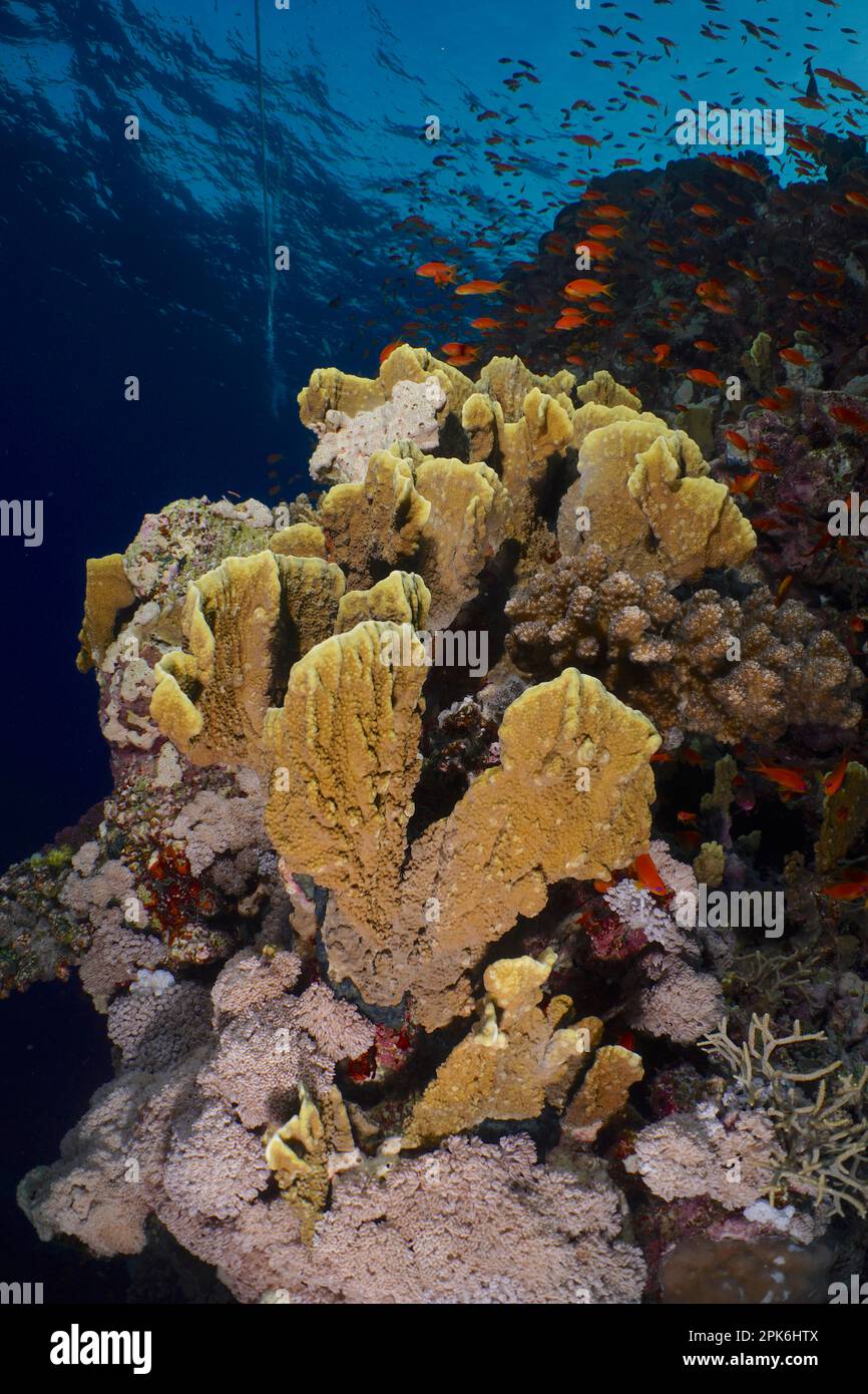 Blade fire coral hi-res stock photography and images - Alamy