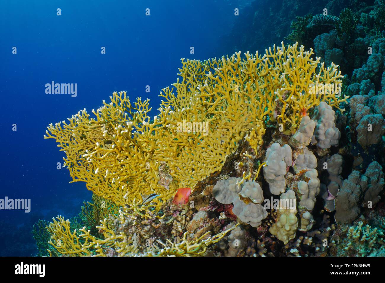 Net fire coral (Millepora dichotoma), Panorama Reef dive site, Hurghada ...